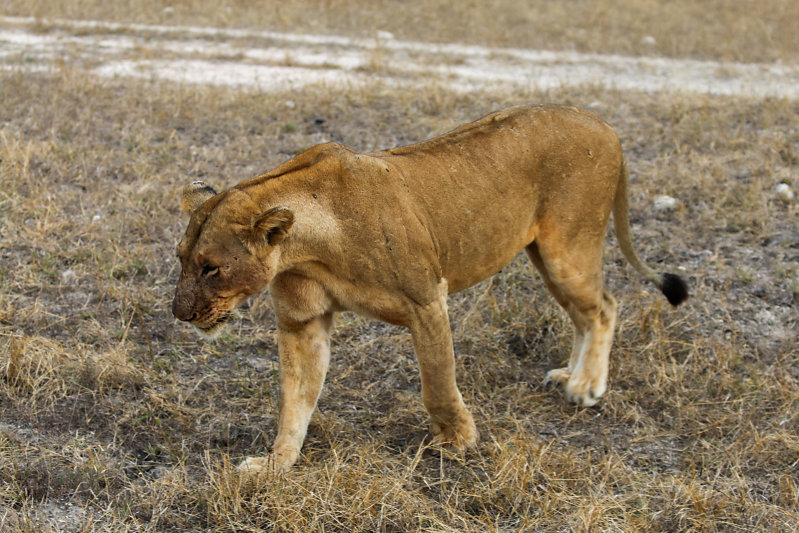 Tanzania, July 2018 - Antoine Bellanger